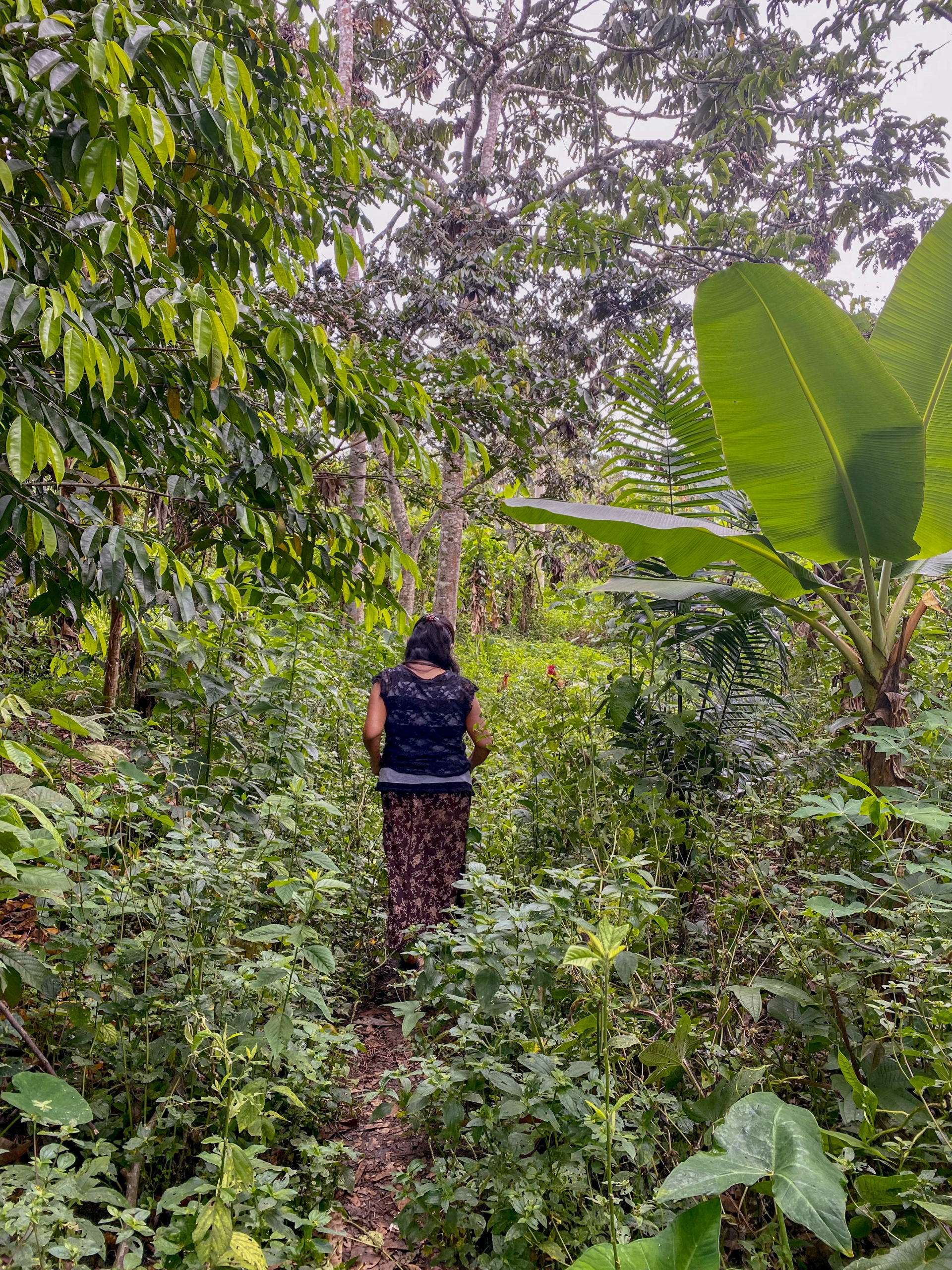 Palabras del Amazonas - Clémence Vazard